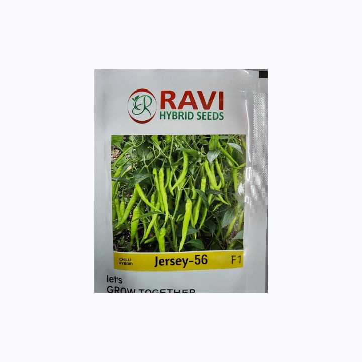 Buy Ravi Jersey 56 F1 Hybrid Chilli Seeds – High Yield & Glossy Fruit...