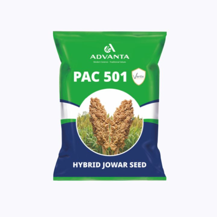 Buy Advanta PAC 501 Hybrid Jowar (Sorghum) Seeds – Drought Tolerant...